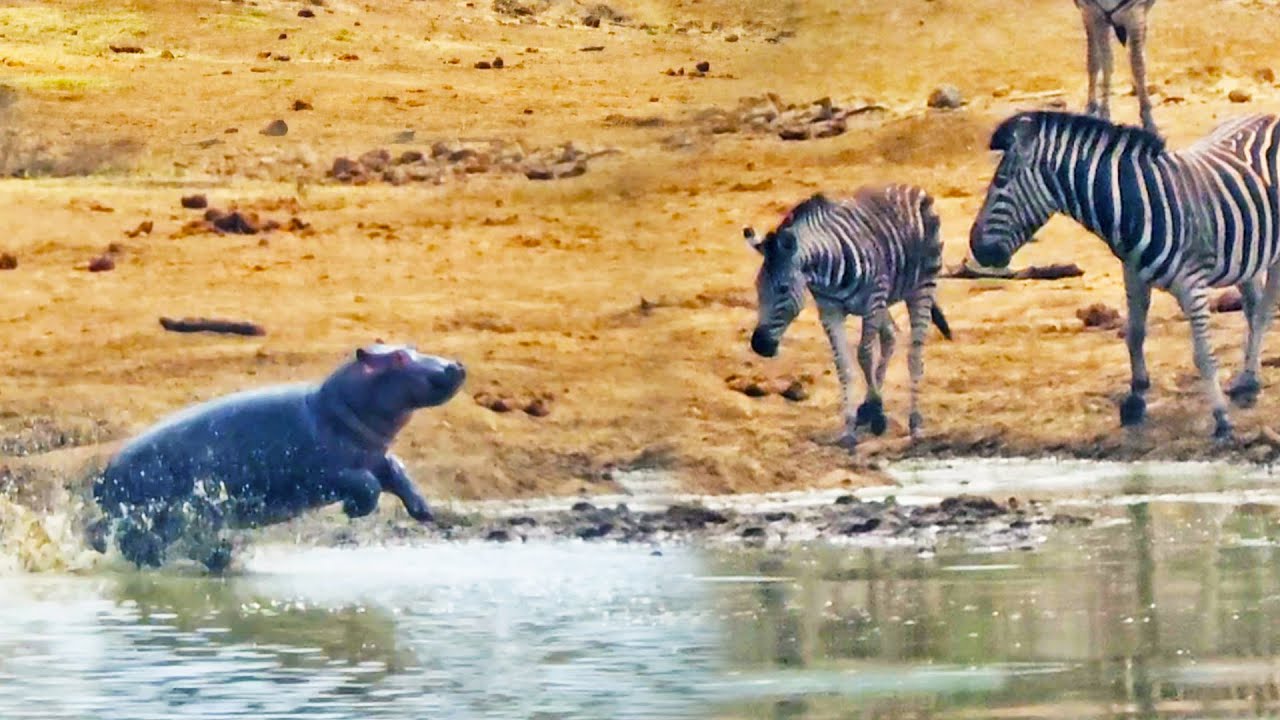 Baby Hippo's Dance Moves Scare off Zebra - YouTube