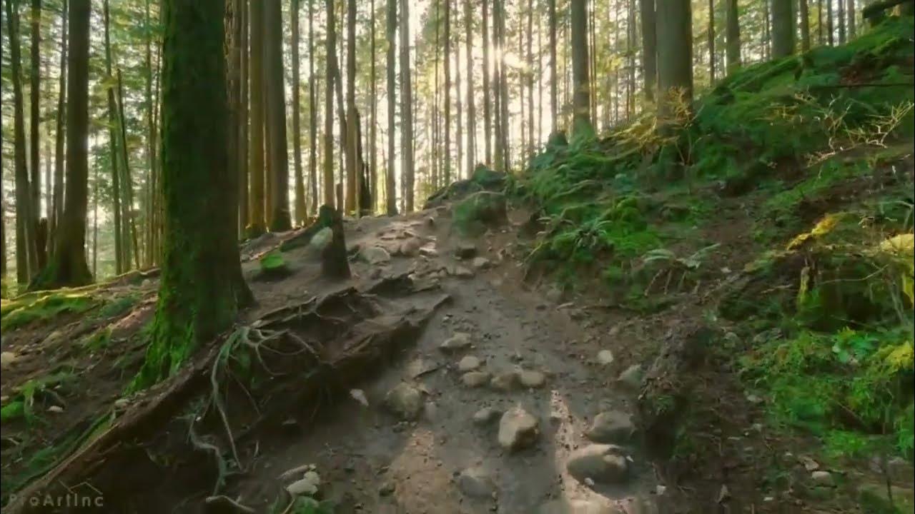 Pine Tree Sap Collection to be used in violin varnishing . By Vahe ...