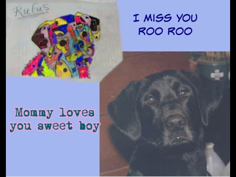 RIP Rufus my buddy. 2007-2021 - YouTube