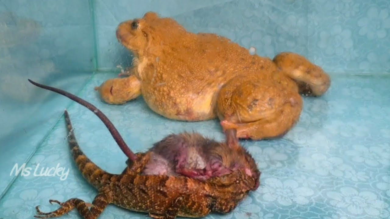 Amazing Asian Bullfrog Vs Mouse and Tree Lizard !! Mr LuckyFrog - YouTube