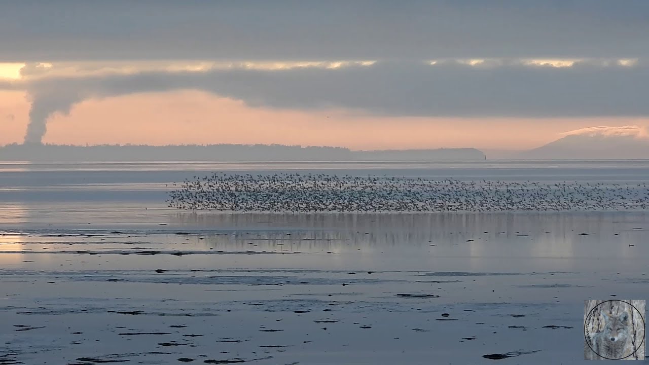 Monday murmurations of dunlin on boundary bay - spectacular birding ...