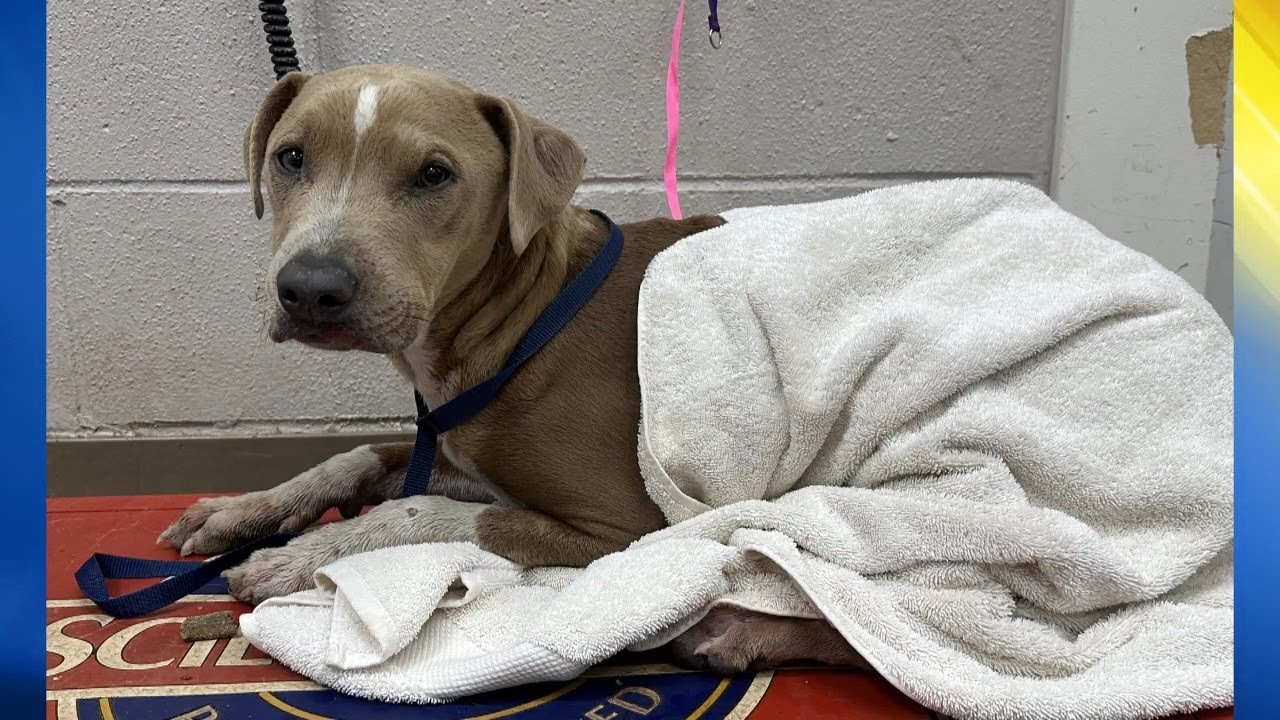 Dog lost during Lahaina fire reunited with family - YouTube