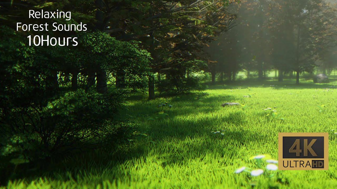 Forest Sounds Bird Song Woodland Ambience 10Hours - YouTube