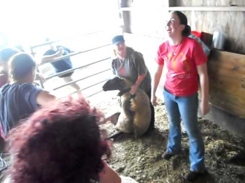 First-time sheep rumping - YouTube