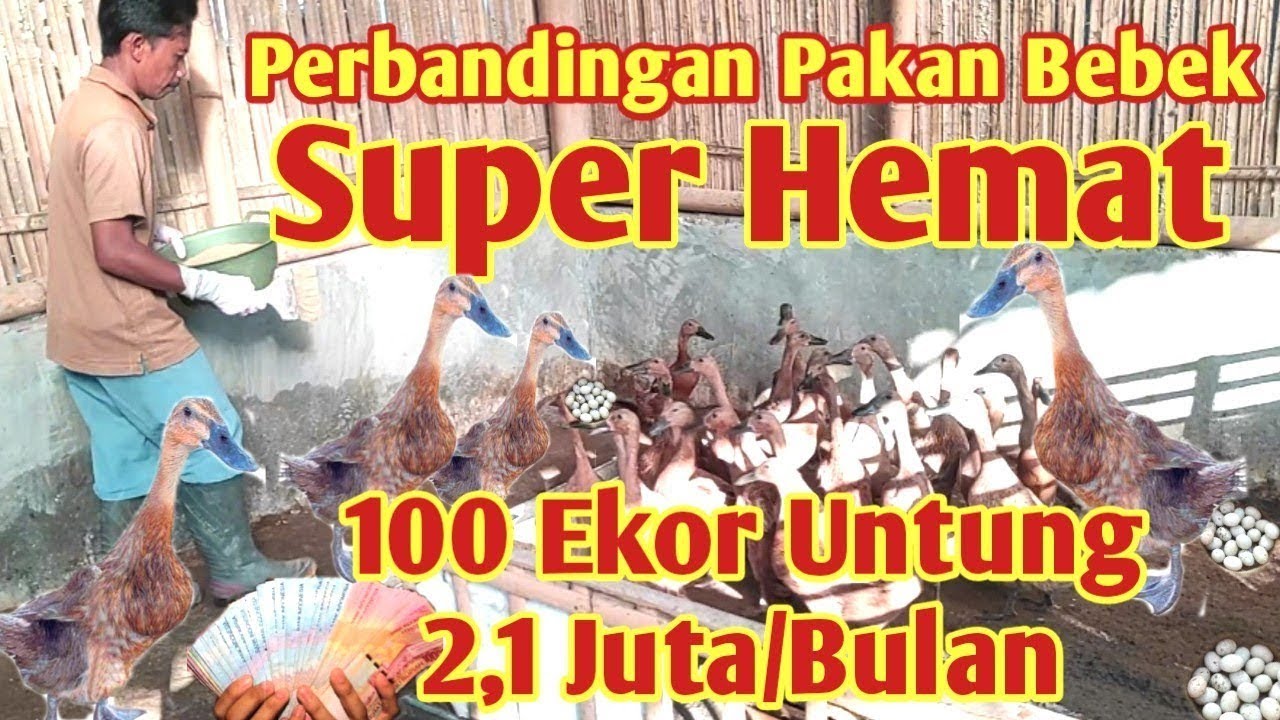 Untung 2,1Juta Ternak 100 Ekor Bebek Petelur / Analisa dan campuran ...