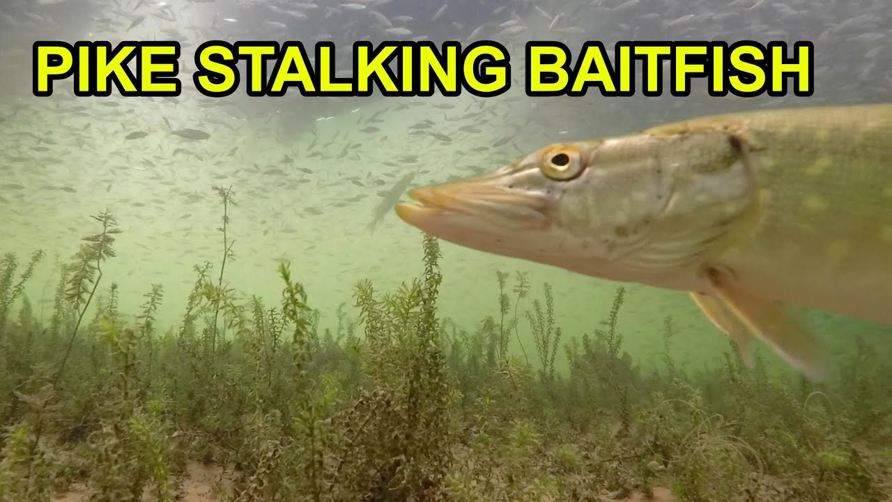 Pike Stalking Small Fish - YouTube