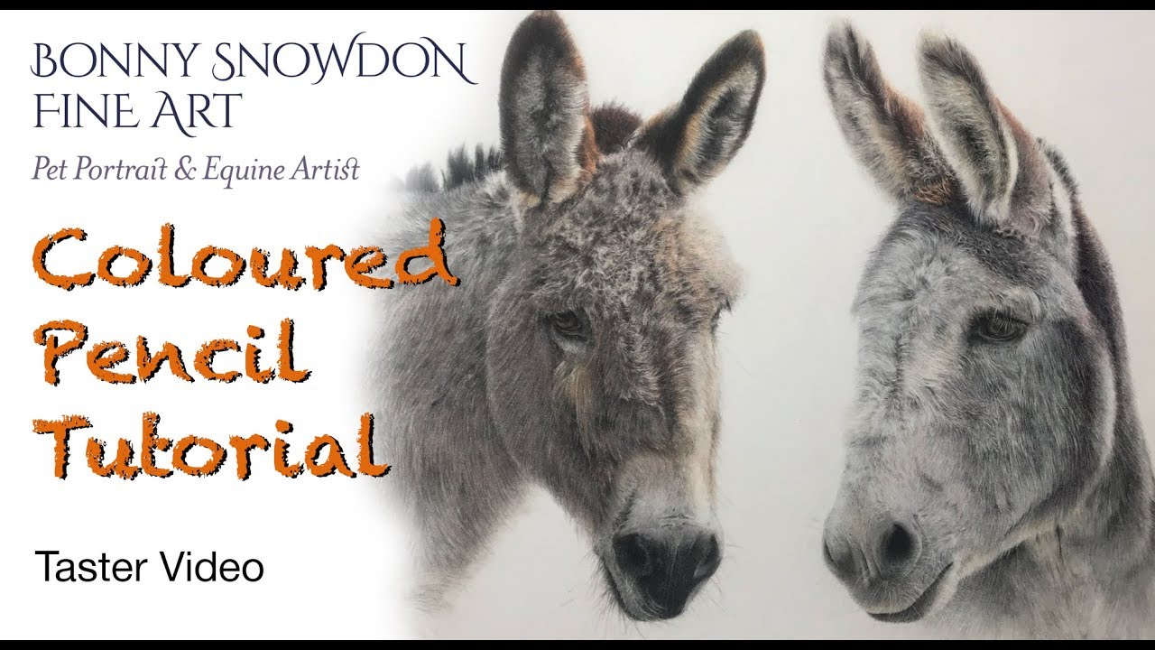 Cute Donkey Drawing Realistic