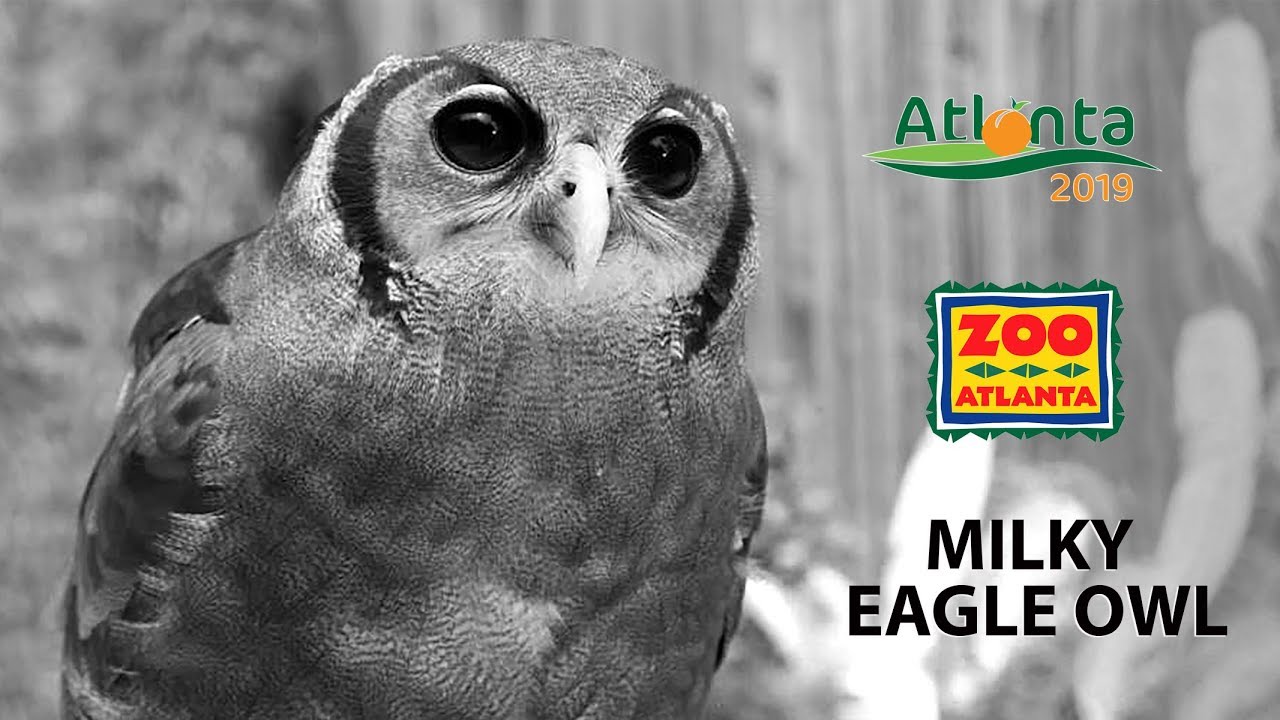 Milky Eagle Owl at Zoo Atlanta - YouTube