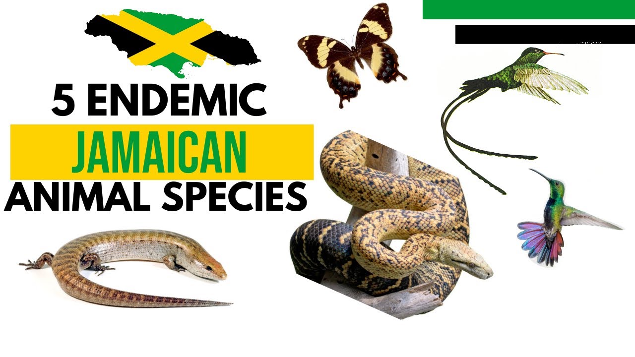 5 Endemic Animal Species In Jamaica - YouTube