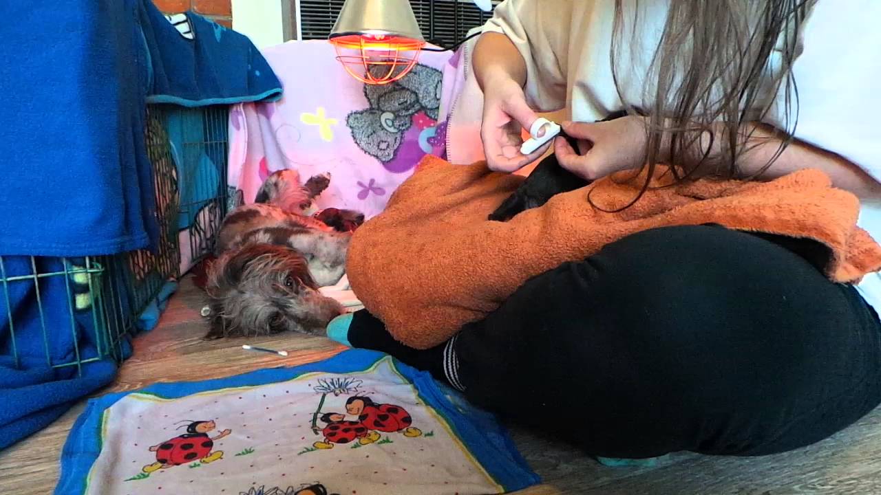 Monchhichi 11 days, SDP, first nail clipping - YouTube