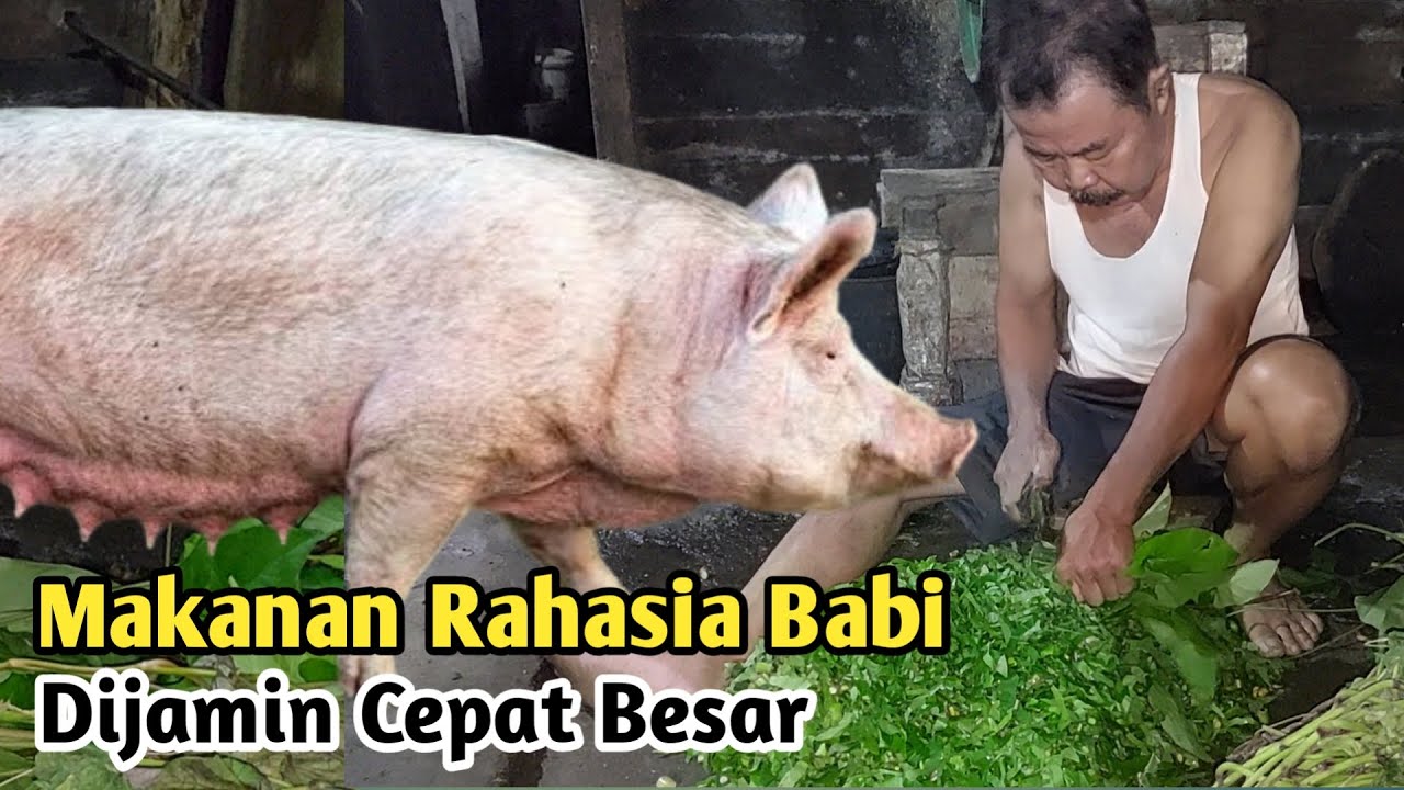 RAHASIA MAKANAN BABI CEPAT BESAR DI KAMPUNG TANPA PAKAN PENGGEMUKAN ...