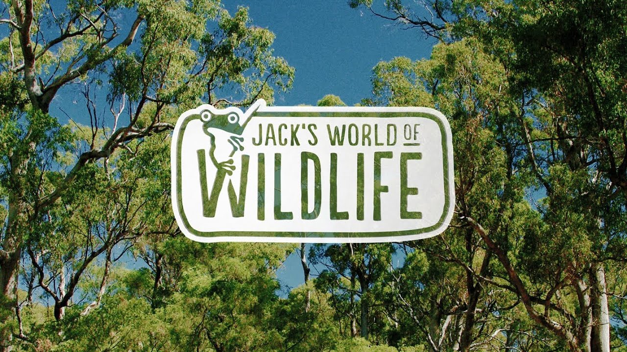 Jack's World of Wildlife - YouTube