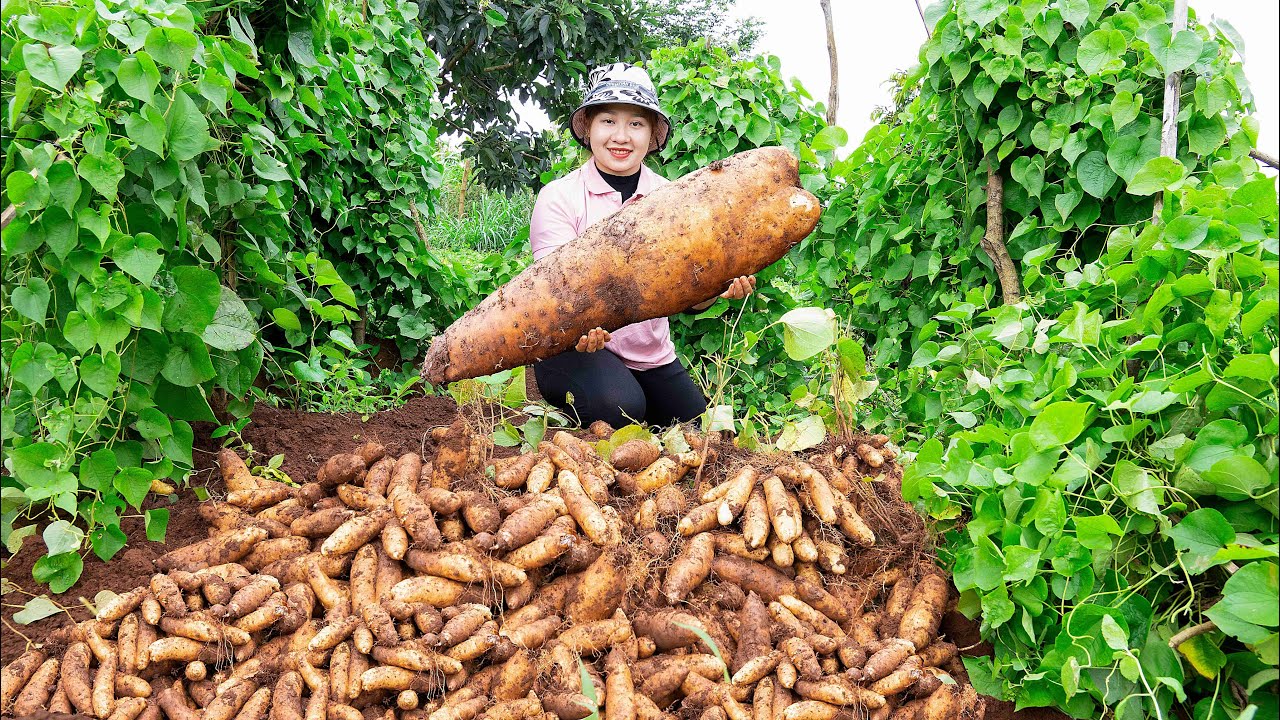 Harvesting white tuber garden to sell at the market Building a flower ...