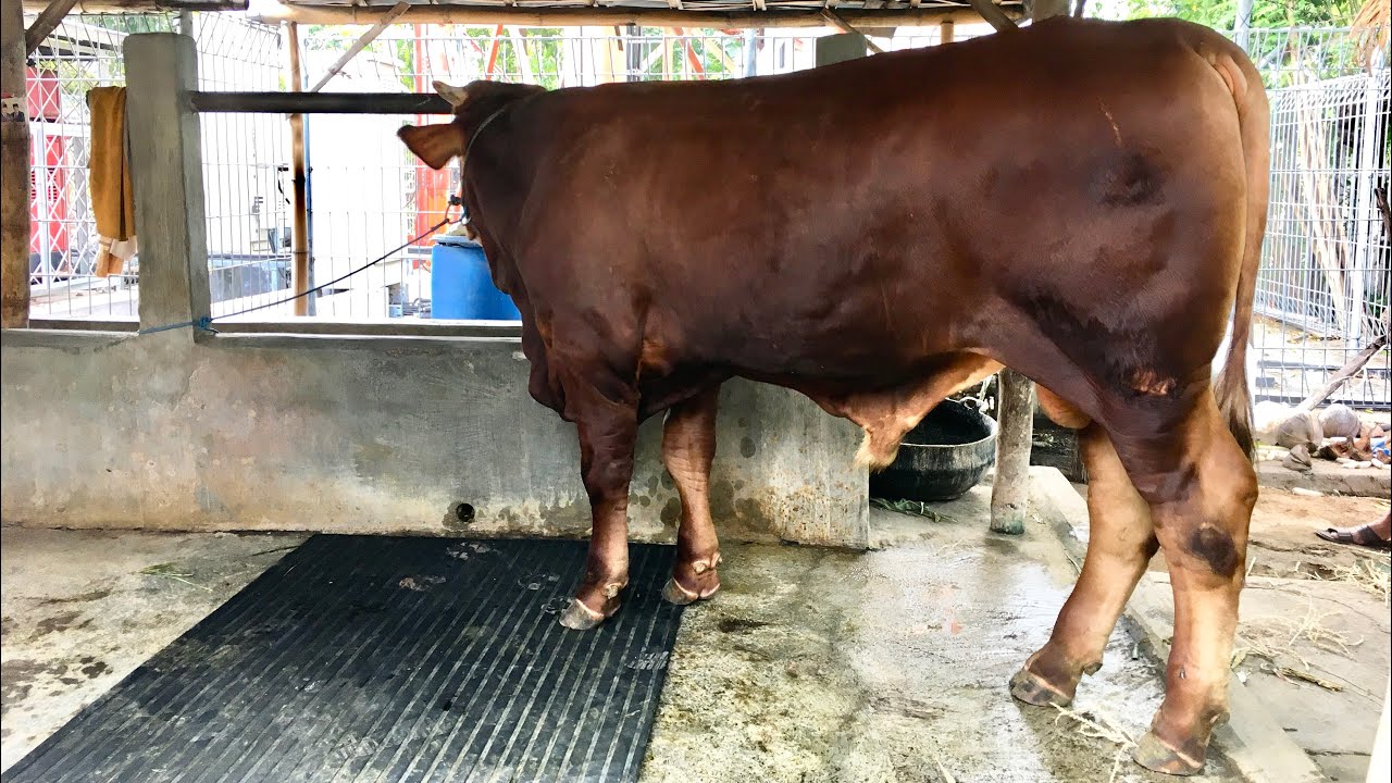 Peternak Sapi Situbondo, Sapinya Bagus Kandangnya Bersih - YouTube