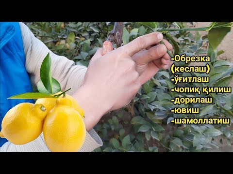 Limon yetishtirish. Yanvar oyida qilinadigan ishlar. Obrezka-keslash, parvarishlash.