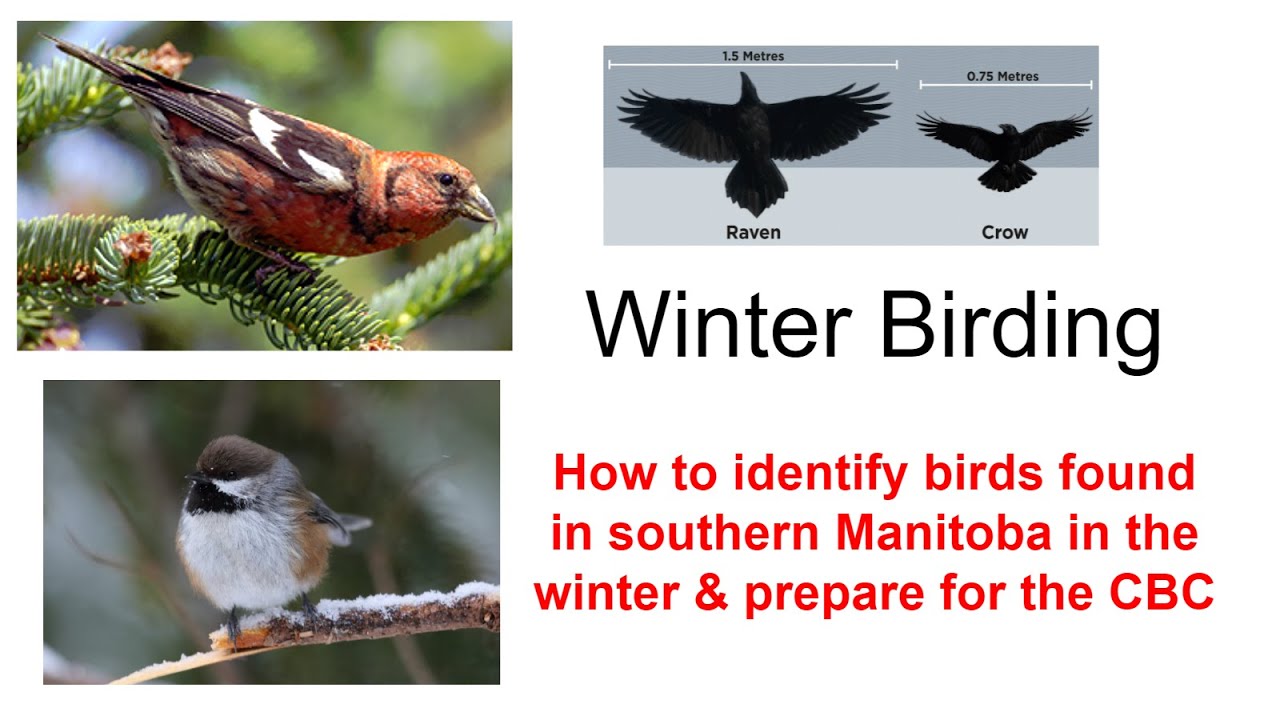 Winter Birds Names