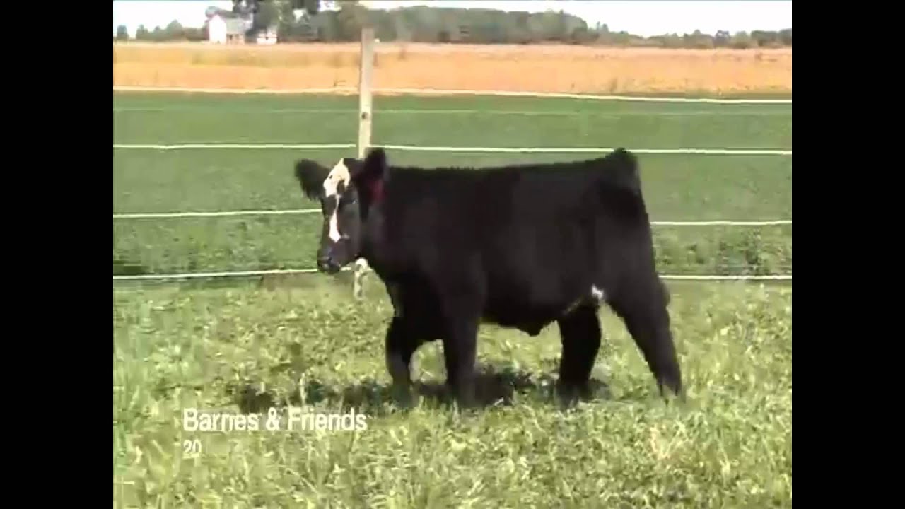 Ultimate Coverage - Barnes Show Cattle - YouTube