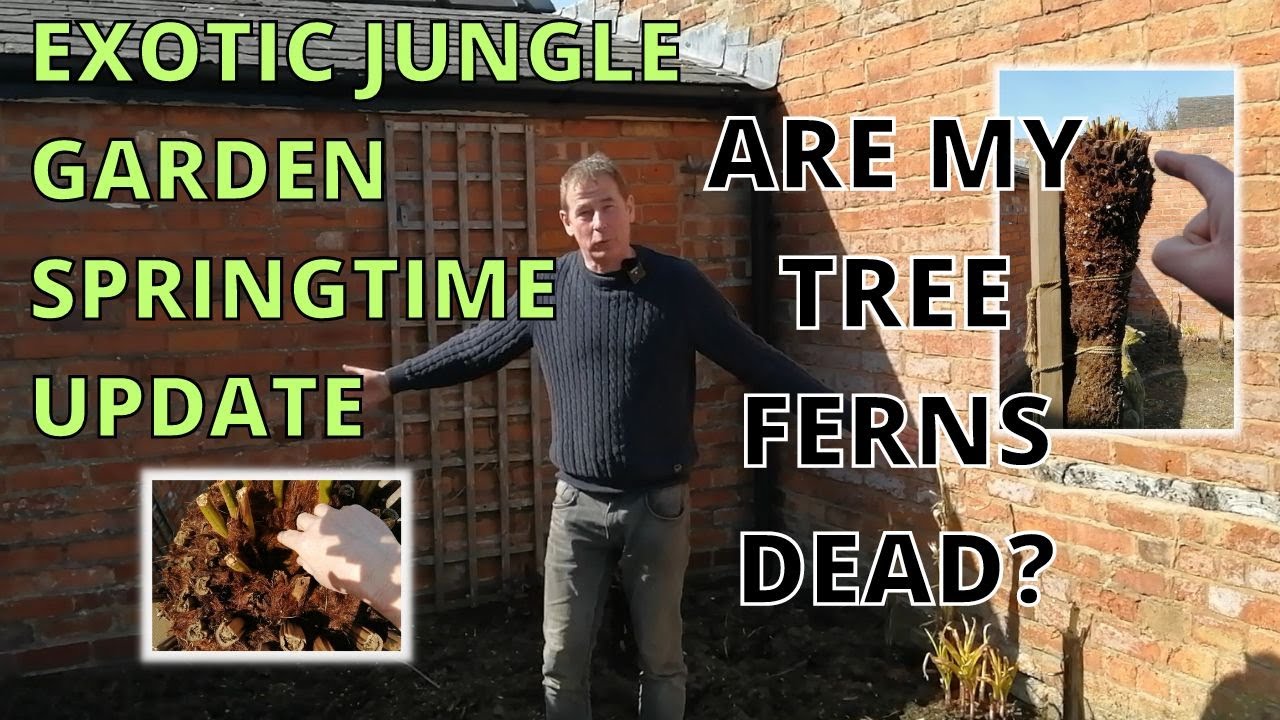 Tree Fern Garden Springtime. Are my TREE FERNS DEAD? - YouTube