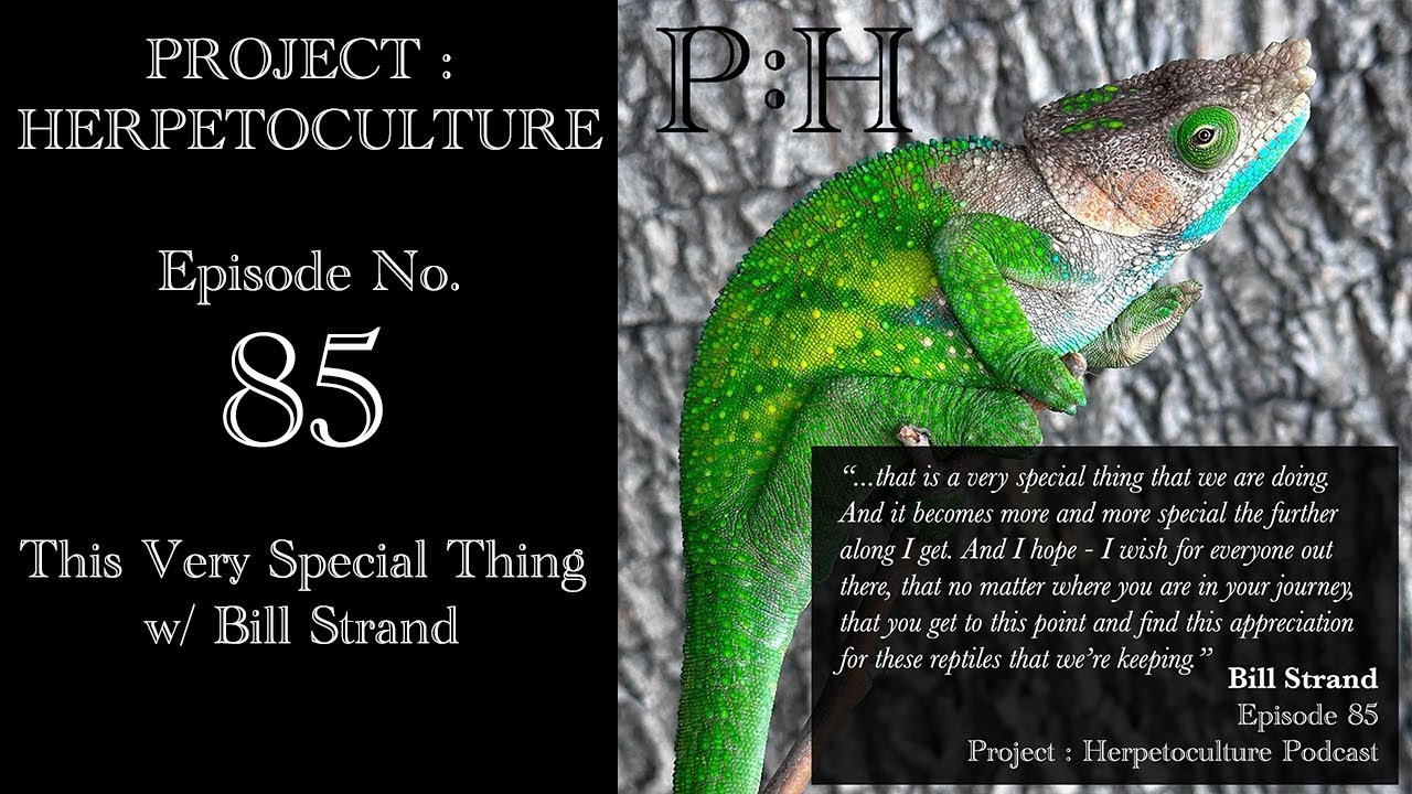 Project: Herpetoculture, Episode No. 85: This Very Special Thing w ...