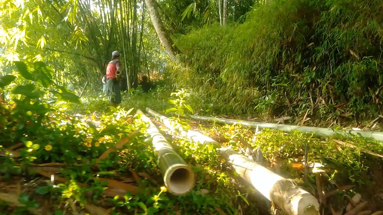 Masak Pohon Bambu‼️🎋Aktivitas Keseharian Warga Pagi Hari di Kampung ...