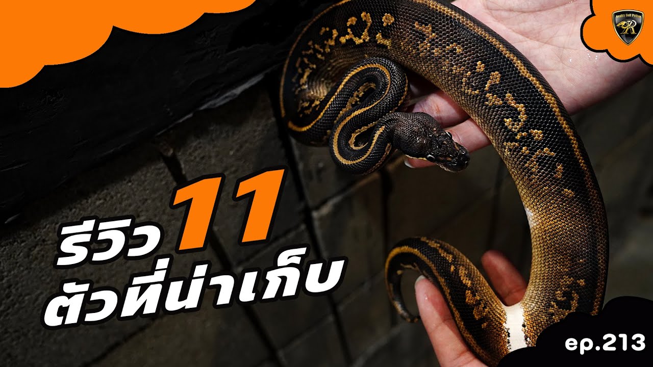 รีวิวลูกงูบอล 11 ตัวที่ต่อยอดดีและน่าเก็บ !! 【 EP.213| 4K 】#realityballpython #ballpython - YouTube
