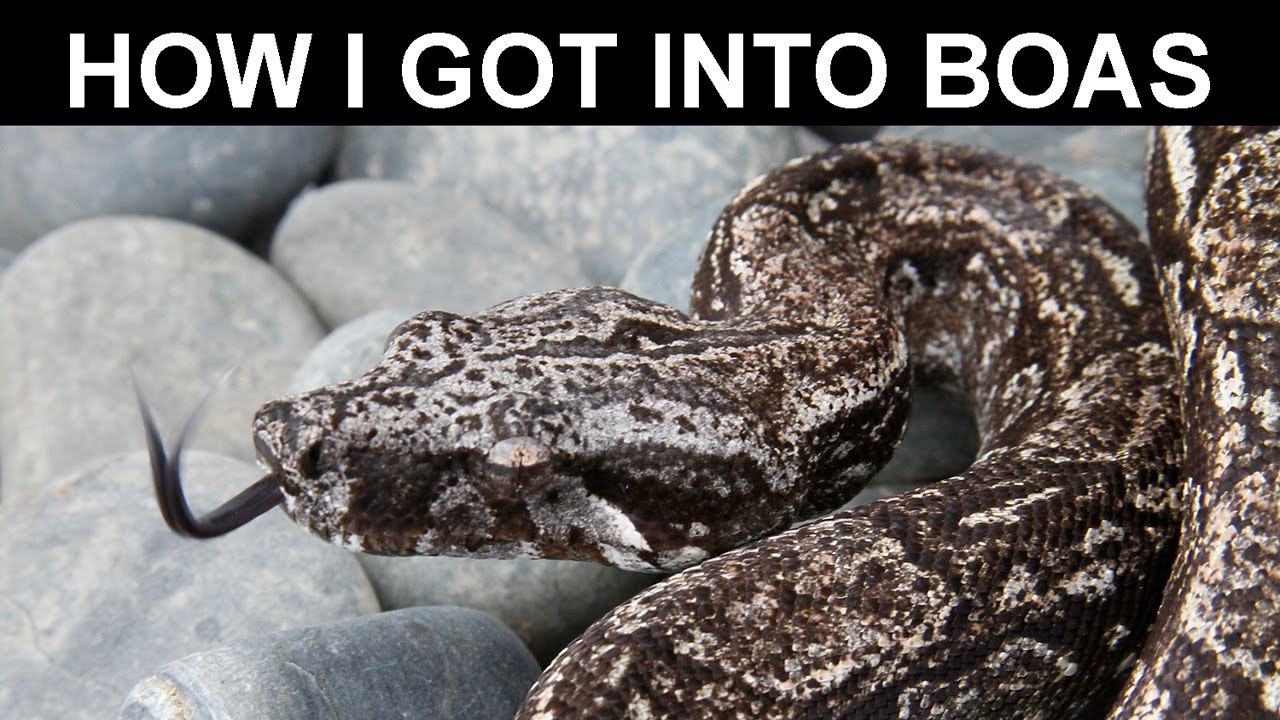 How I Got Into Boas and Started the Brian Boas Channel - YouTube