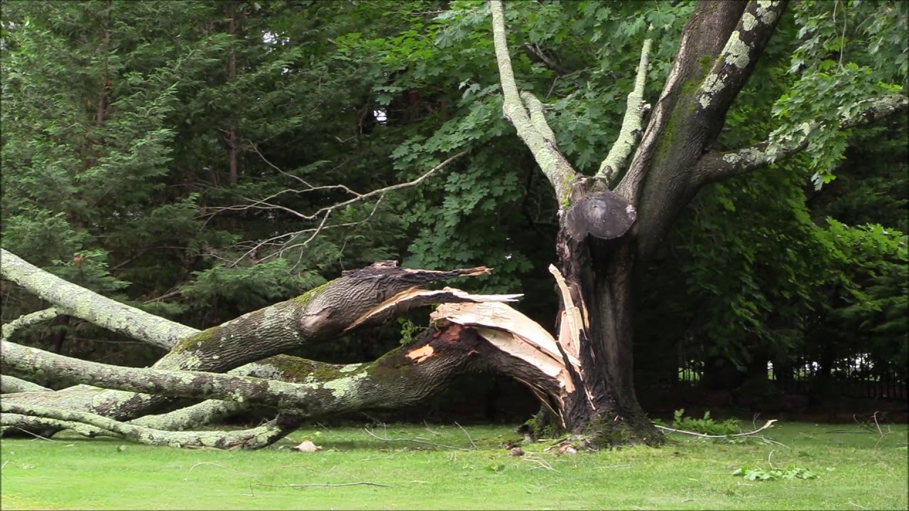 OSTERVILLE PART 1 Large trees down blocking Wianno Ave - YouTube