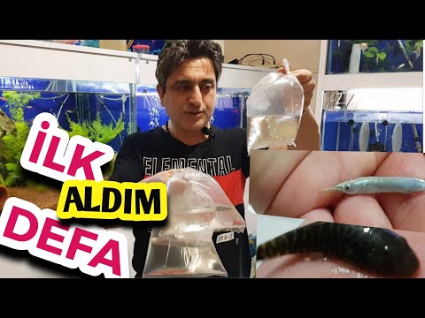 FLOWERHORN ALMAYA GİTTİM 20 TANE SÜPER BALIK ALDIM,bitki akvaryum