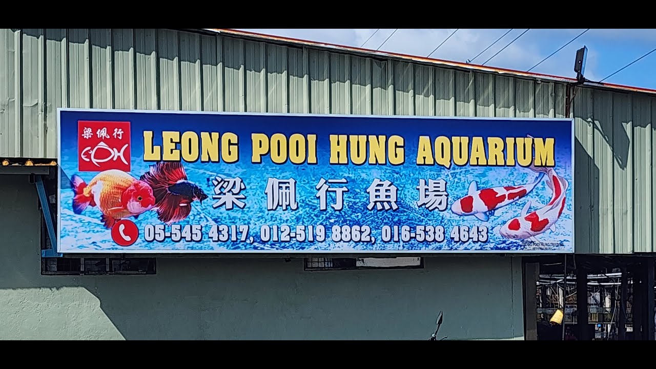 Leong Pooi Hung Aquarium Ipoh (Walkabout) - YouTube