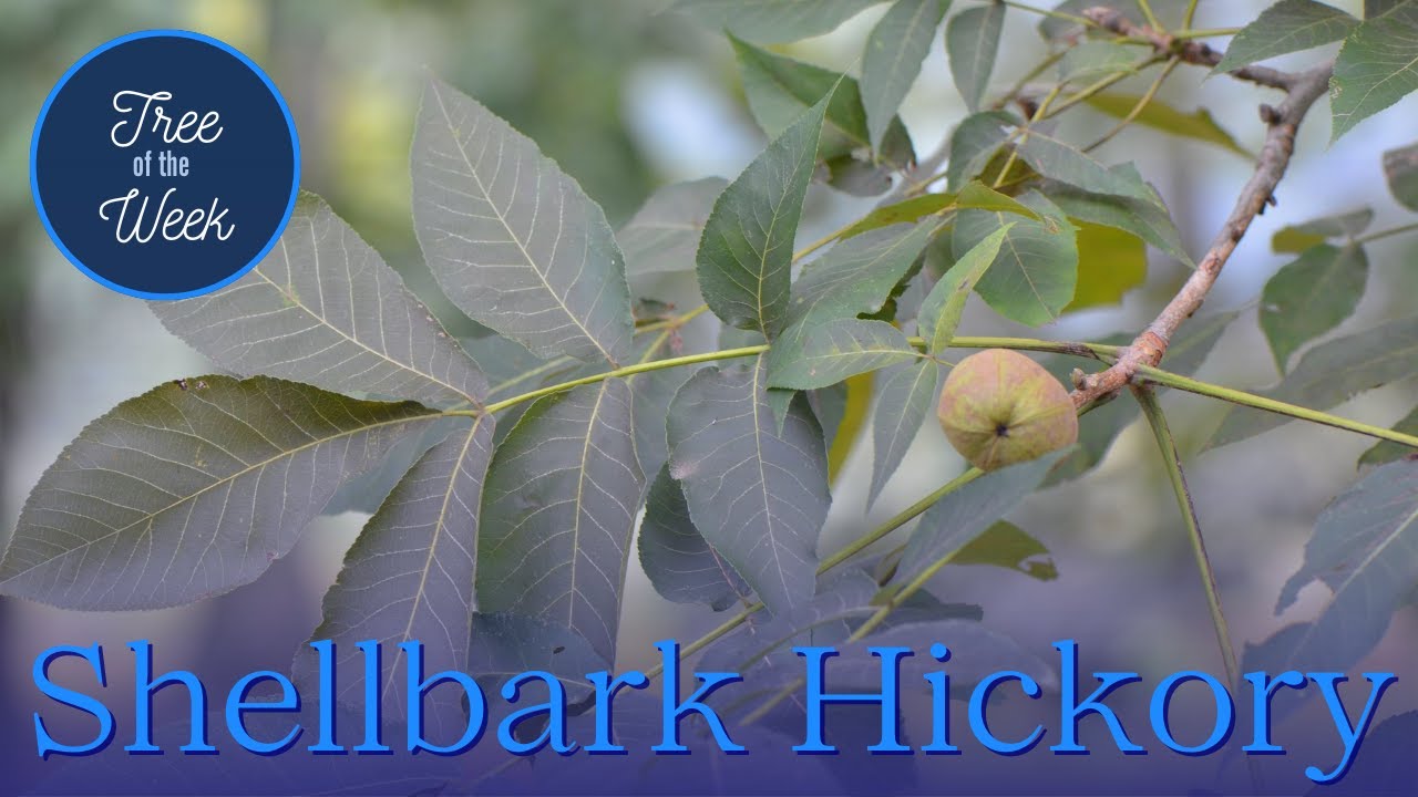 Tree of the Week: Shellbark Hickory - YouTube