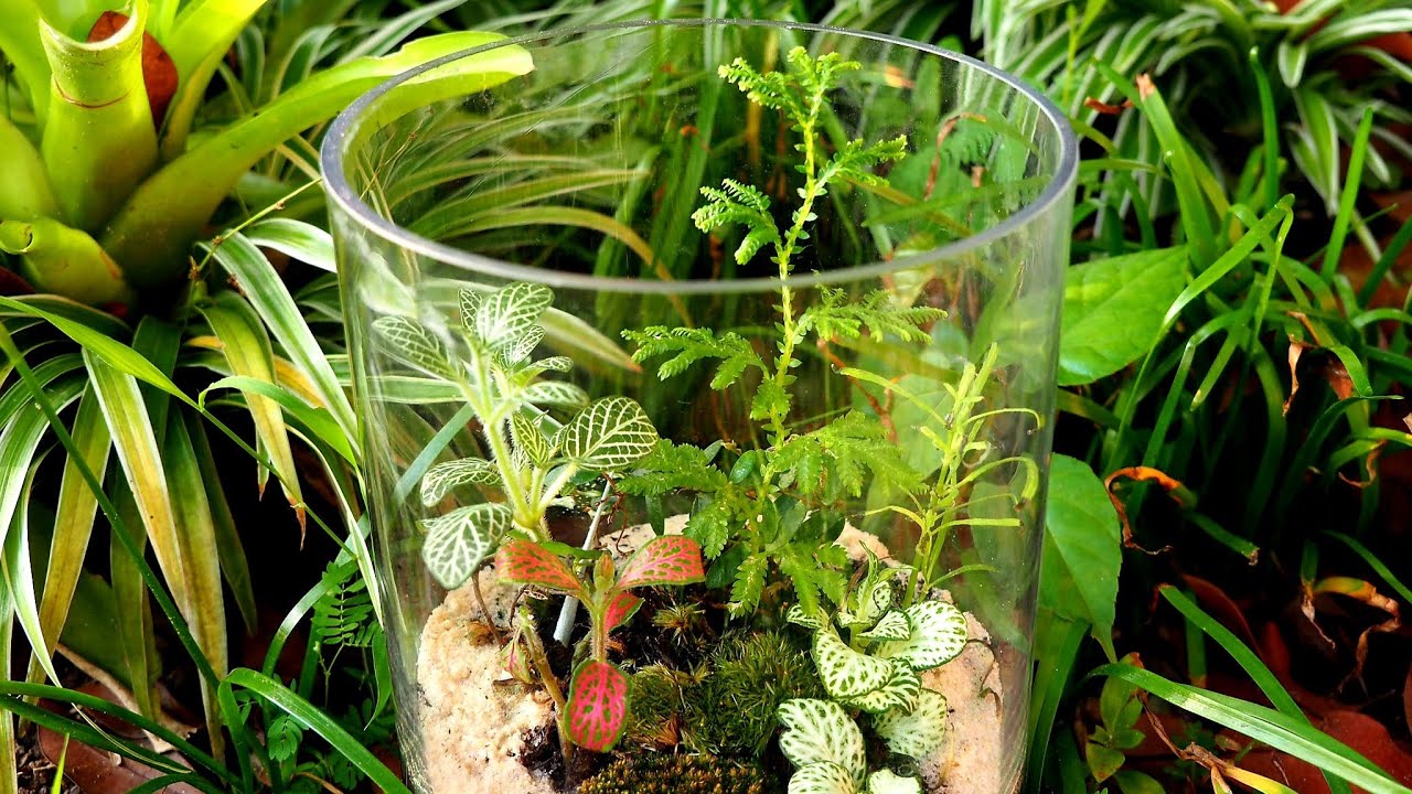 Tanaman Terrarium Sederhana | HETEROGENEOUS TERRARIUM | Beautiful # ...