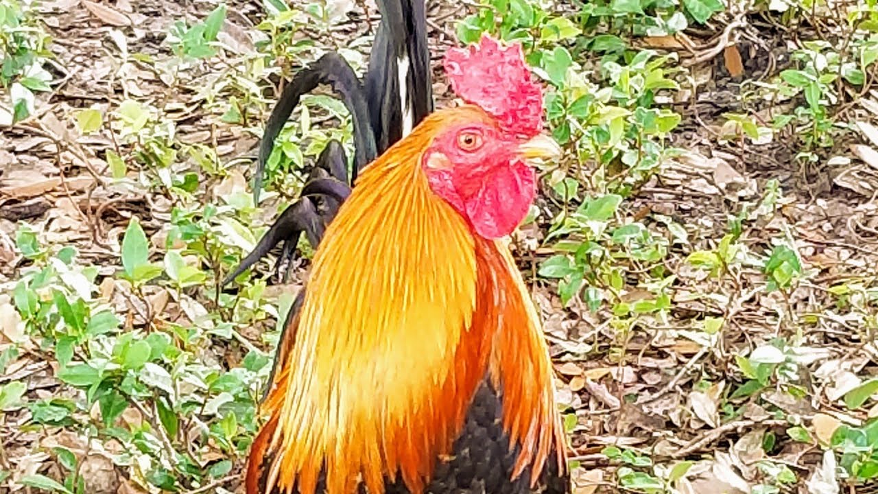 The Local Chickens in Key West FL! - YouTube