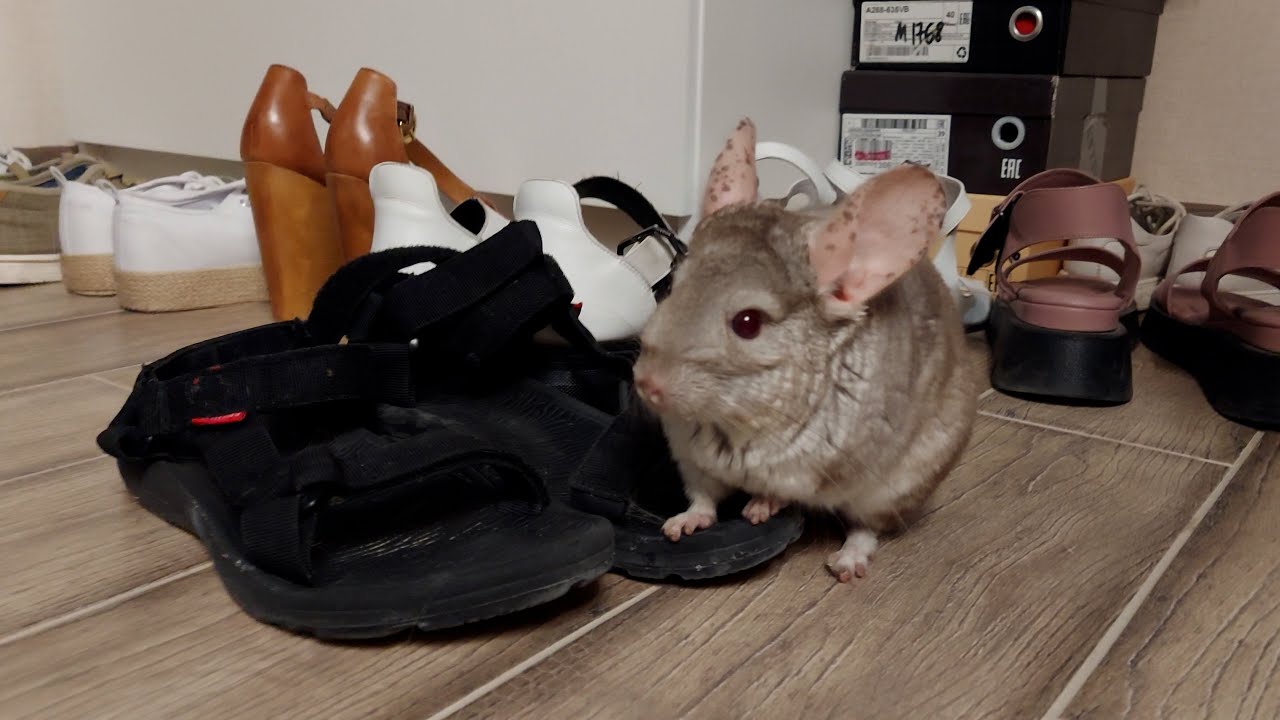 Chinchilla jumping around the house - YouTube