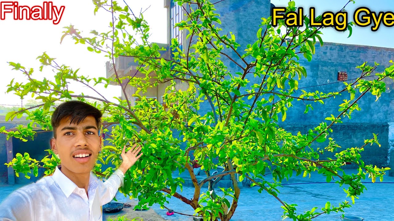 Finally Phodho Ke Fal🍏-Ful🌺Lag Gye || Samar Vlogs Official || Today Vlog - YouTube