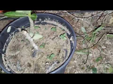 MOSTRANDO UM POUCO DO MEUS PÉS DE PLANTA