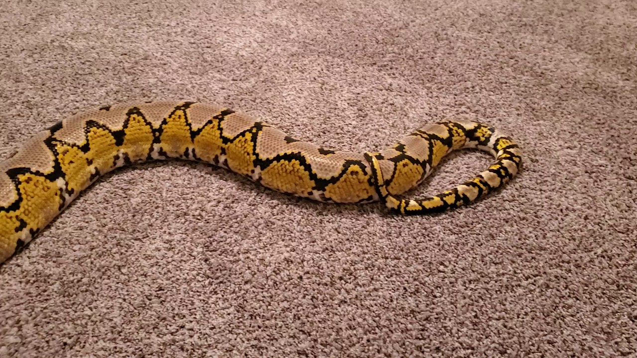 Adult female platinum het purple albino reticulated python - YouTube