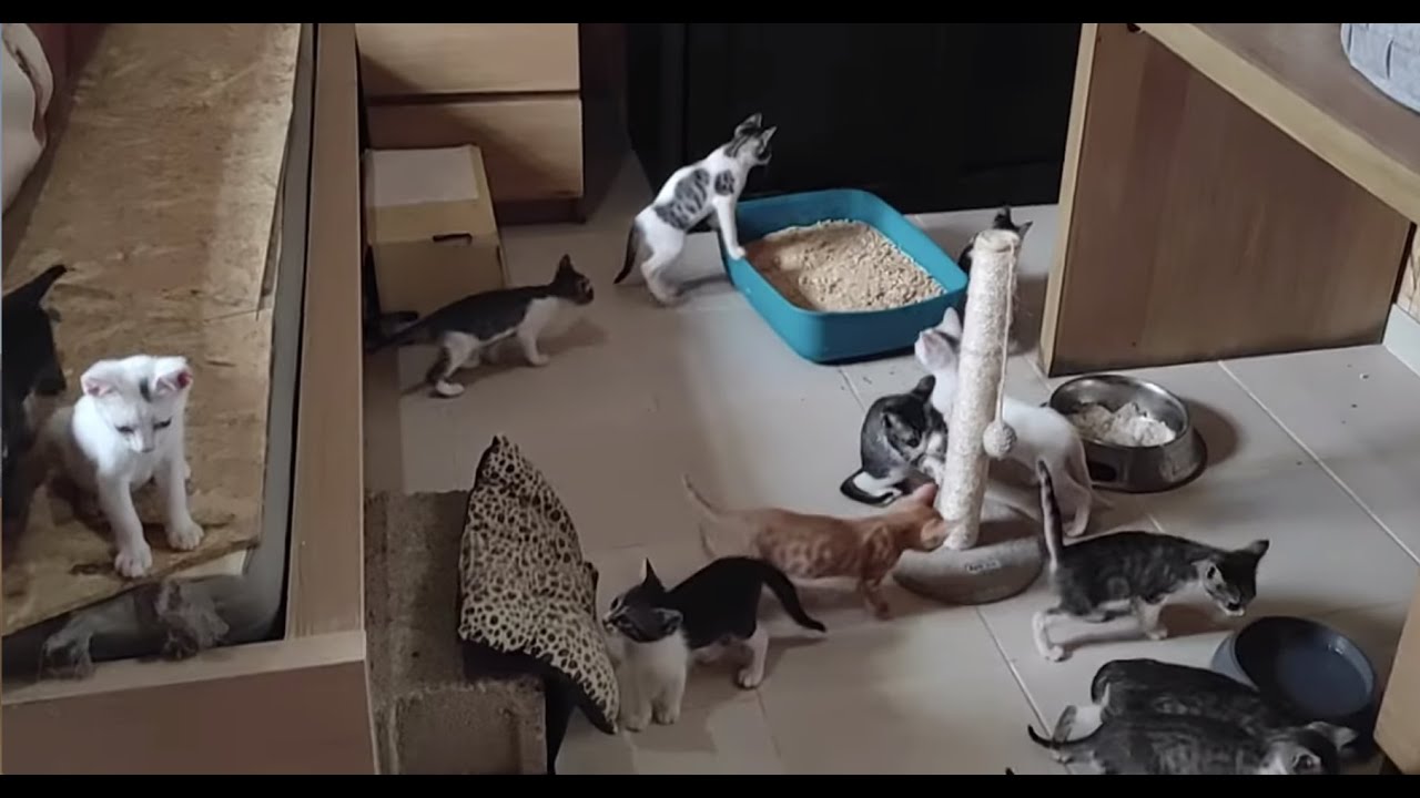 Rescued Orphan Kittens Are Well and Playful 14th May - YouTube