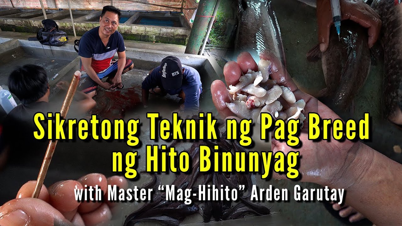 Sikretong Teknik sa Pag Breed ng Hito Binunyag - Pag Aalaga ng Hito ...