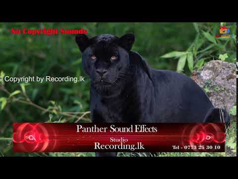 Panther Sound Effects No Copyright - YouTube