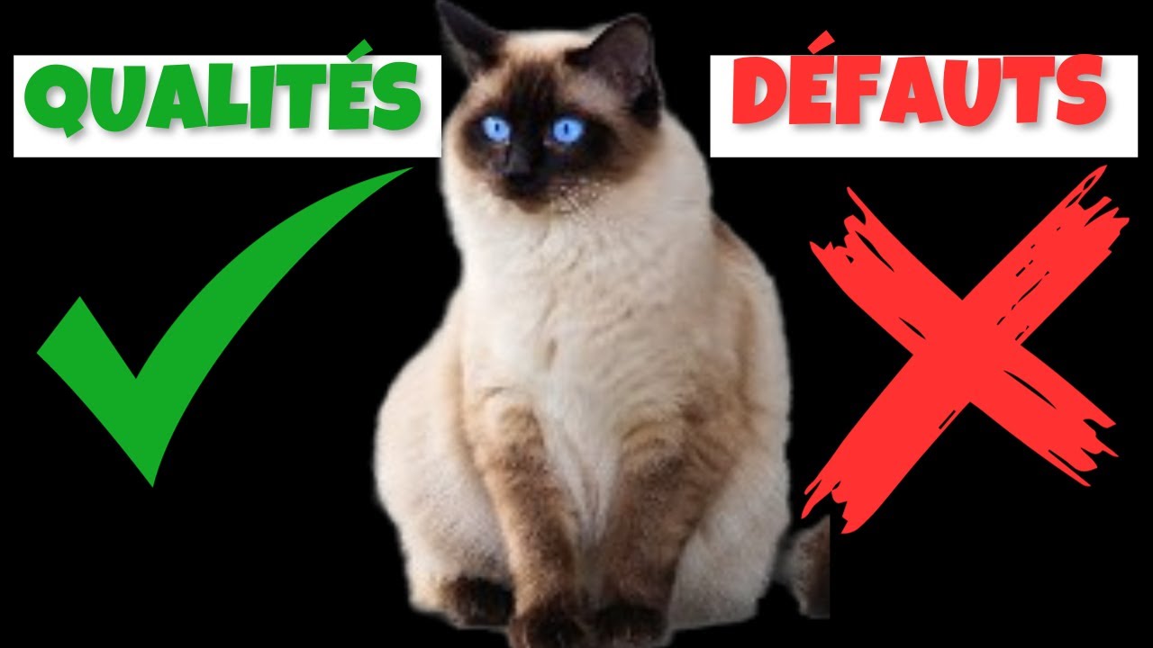 Entrez Dans Le Monde Fascinant Des Chats Siamois ! - YouTube