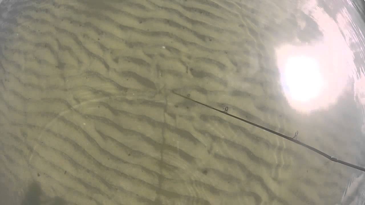 Faneca Brava - YouTube