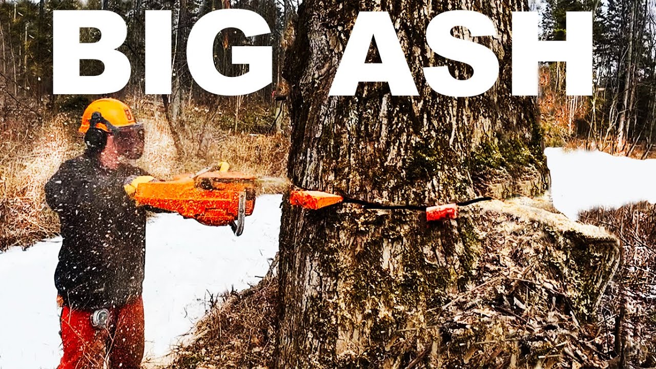 LOGGING MAN CUTS DANGEROUS HUGE 48" WIDE ASH TREE CUTTING ON DANGEROUS ...