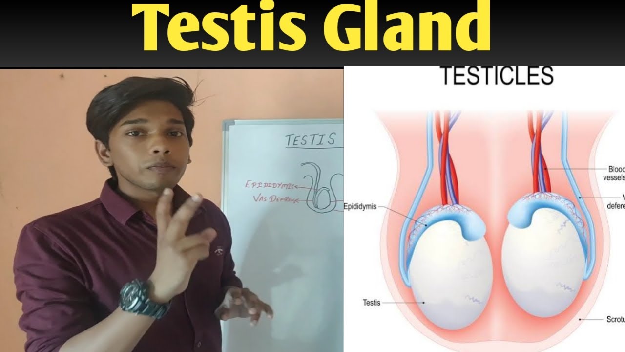 Testis Gland Ki Jankari Hindi Me Complete YouTube
