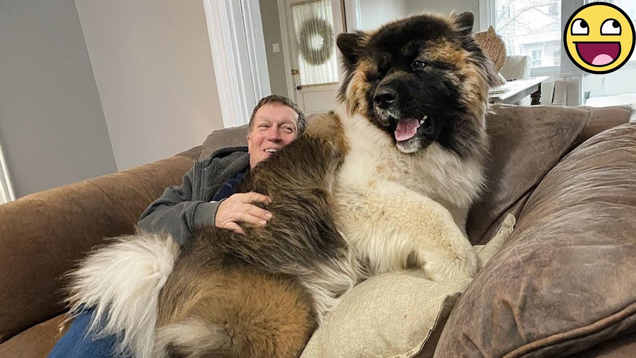 🐶100 Pound Dog Still Thinks He's a Baby!💞 Funny Dog Videos 2025 ️ - YouTube