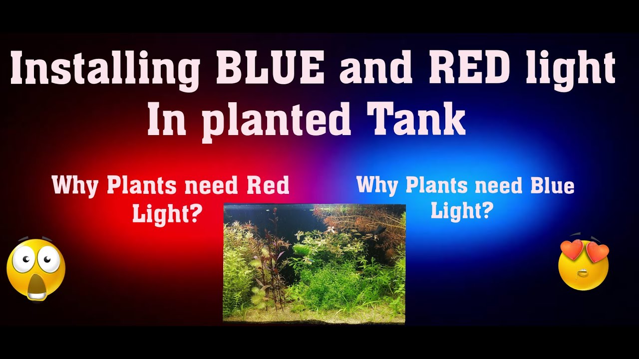 Installing Red and blue light in Planted Tank |Why Plants need Red and ...