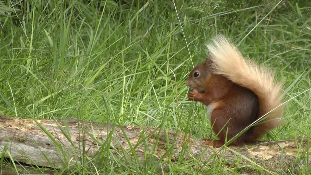 Red Squirrels Northern England - YouTube