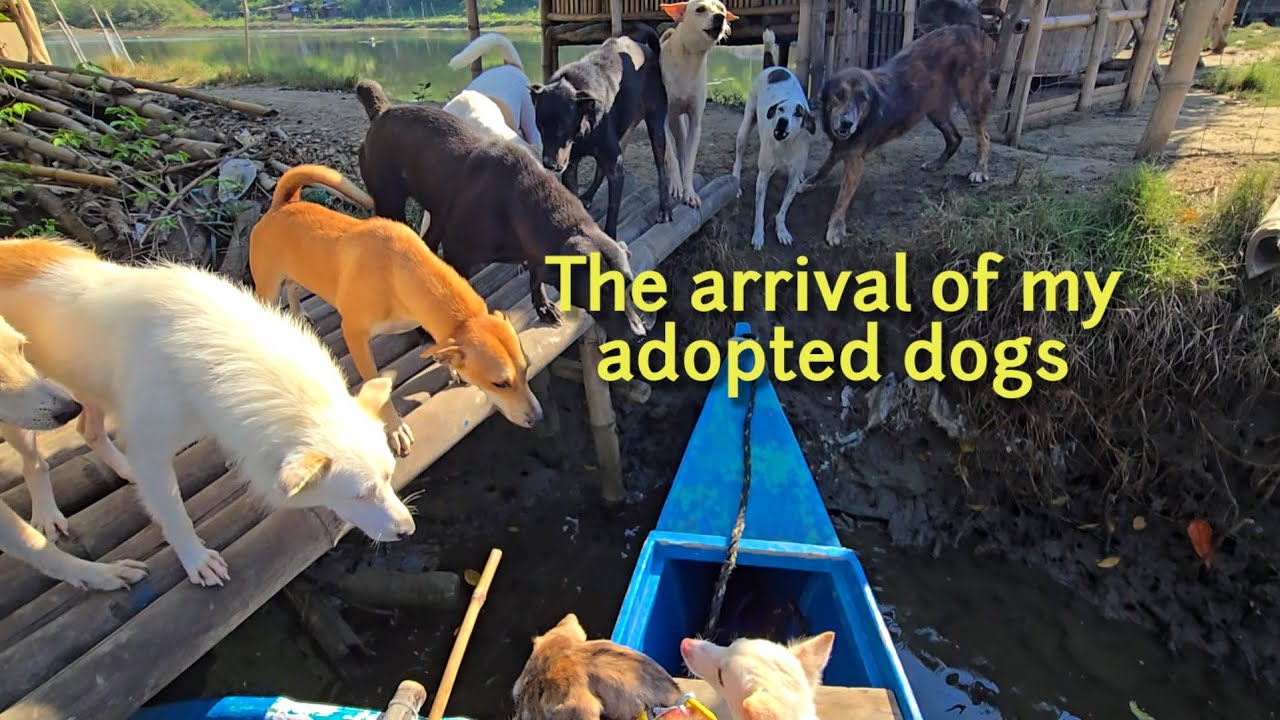 Ang pagdating nina Bruno at Astig sa farm - YouTube