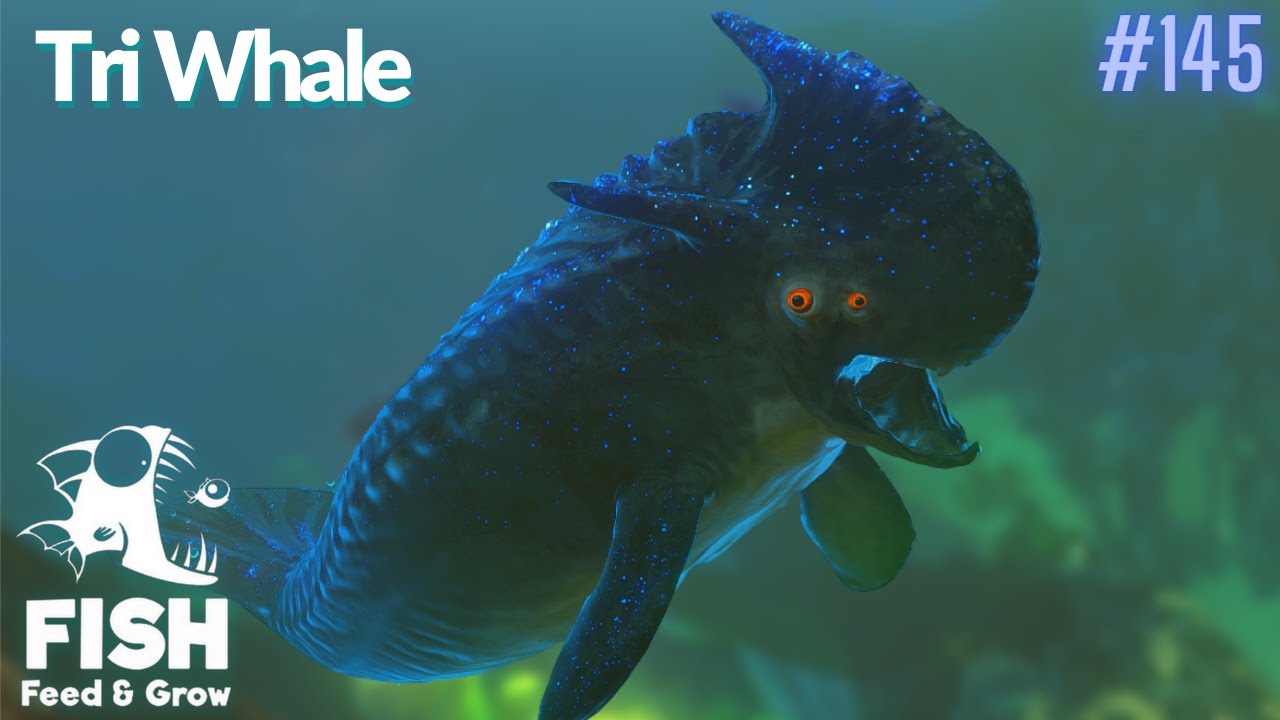 Feed And Grow Fish : Tri Whale - YouTube