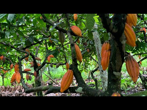 Baixa do preço do cacau e estratégia para se manter na Cacauicultura. 