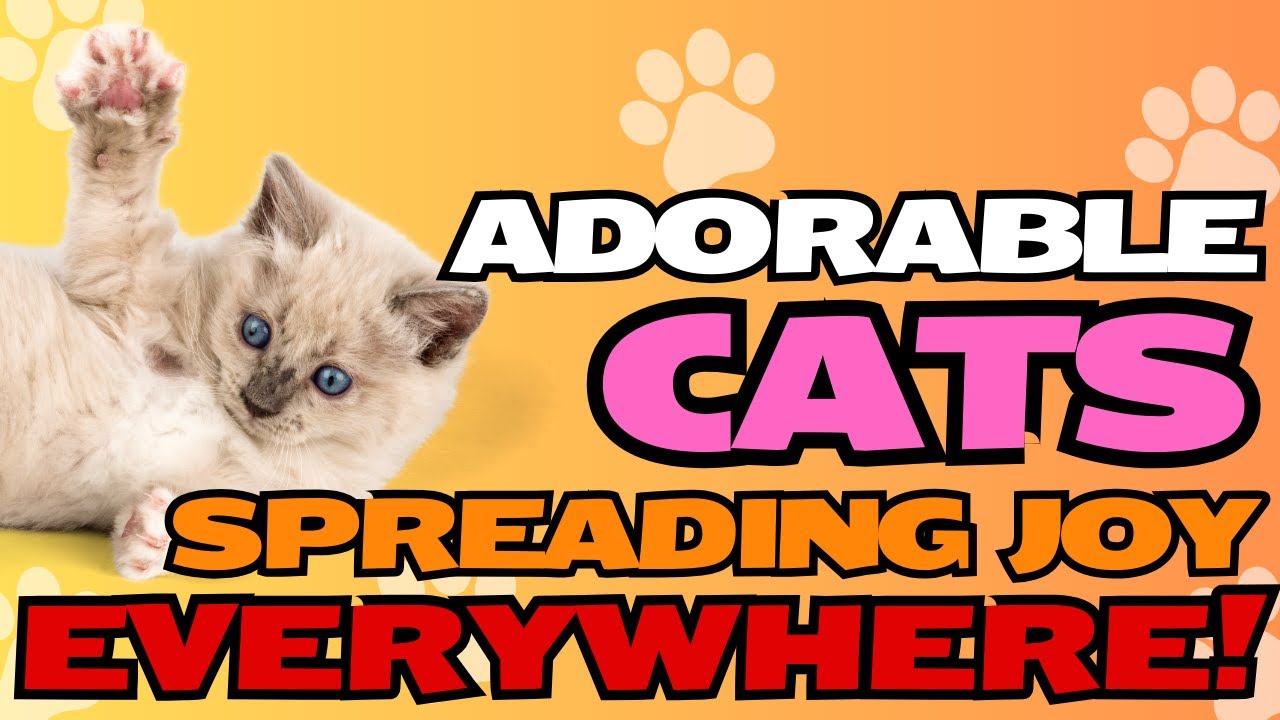Adorable Cats Spreading Joy Everywhere! 🐱🌟 - YouTube